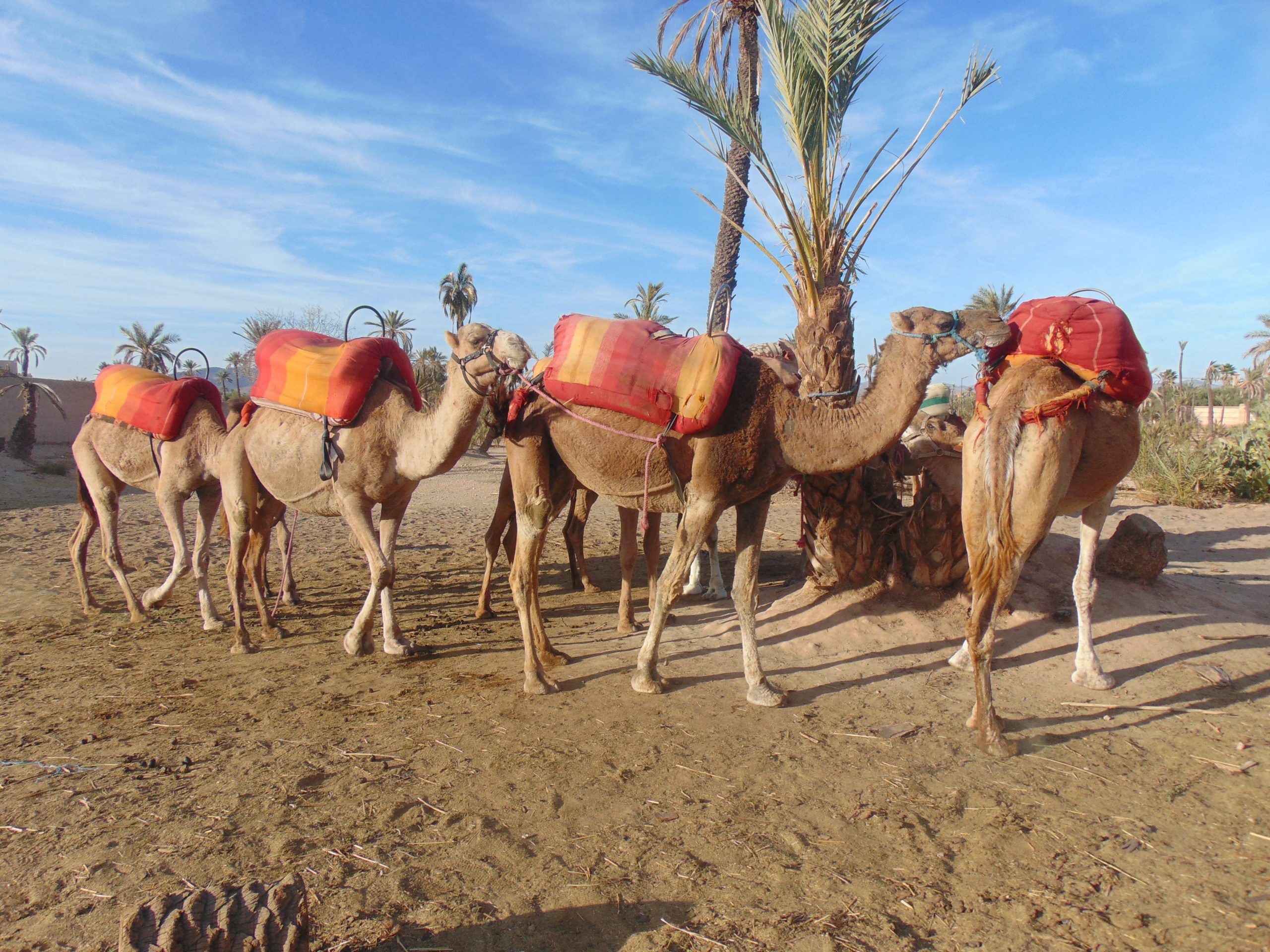 Camel Ride In Marrakech Oasis | Marrakech Activities